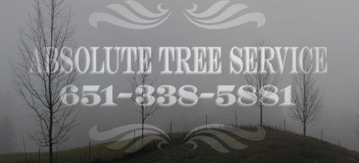 absolute tree service